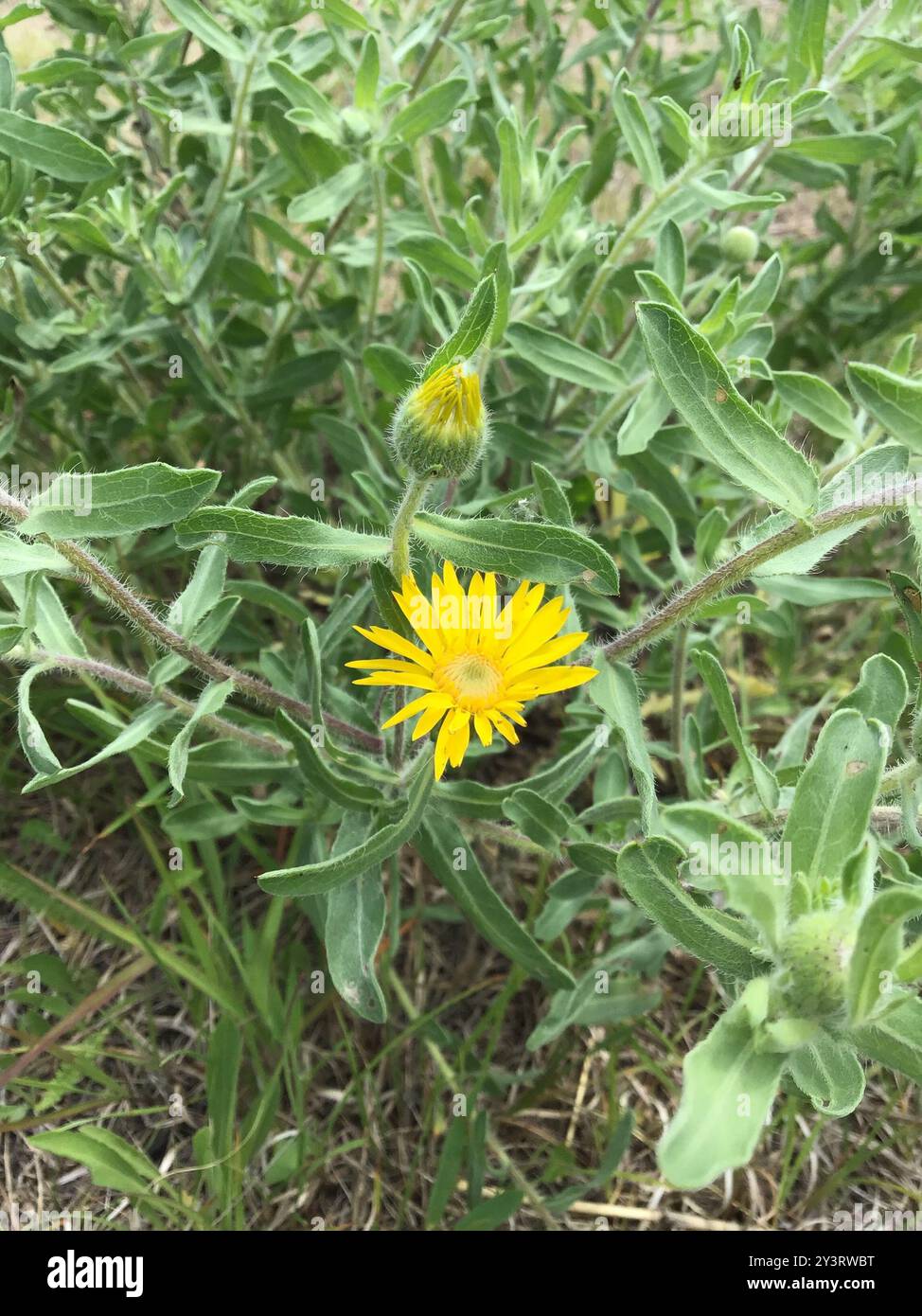 Hairy False Goldenaster (Heterotheca villosa) Plantae Stock Photo - Alamy