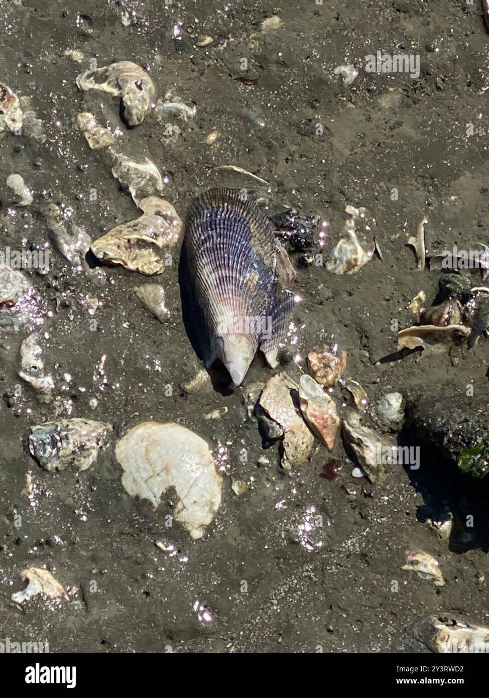 Atlantic Ribbed Mussel (Geukensia demissa) Mollusca Stock Photo - Alamy