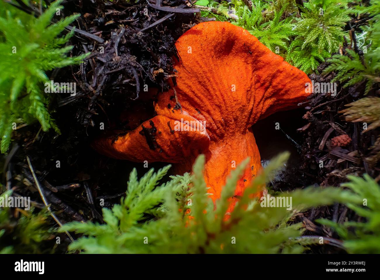Lobster Mushroom, Hypomyces lactifluorum, parasitic on a Russula ...