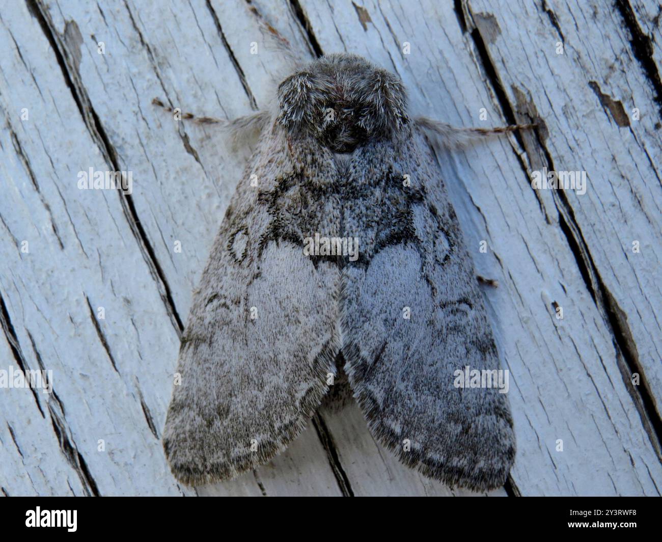 Saddled Yellowhorn (Colocasia flavicornis) Insecta Stock Photo - Alamy