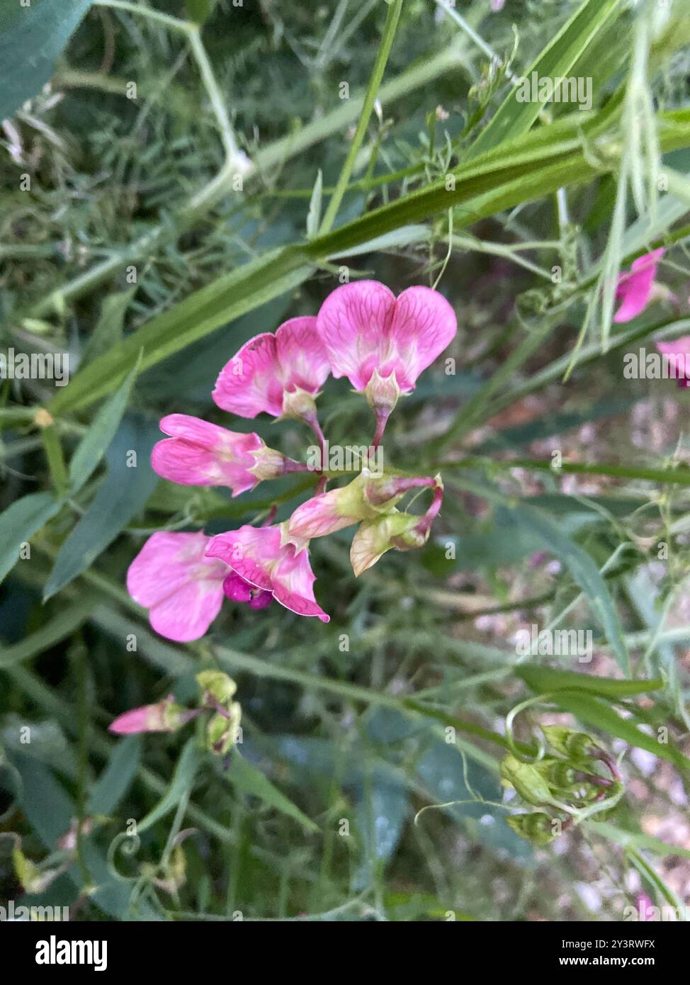 Narrow-leaved Everlasting-pea (Lathyrus sylvestris) Plantae Stock Photo ...
