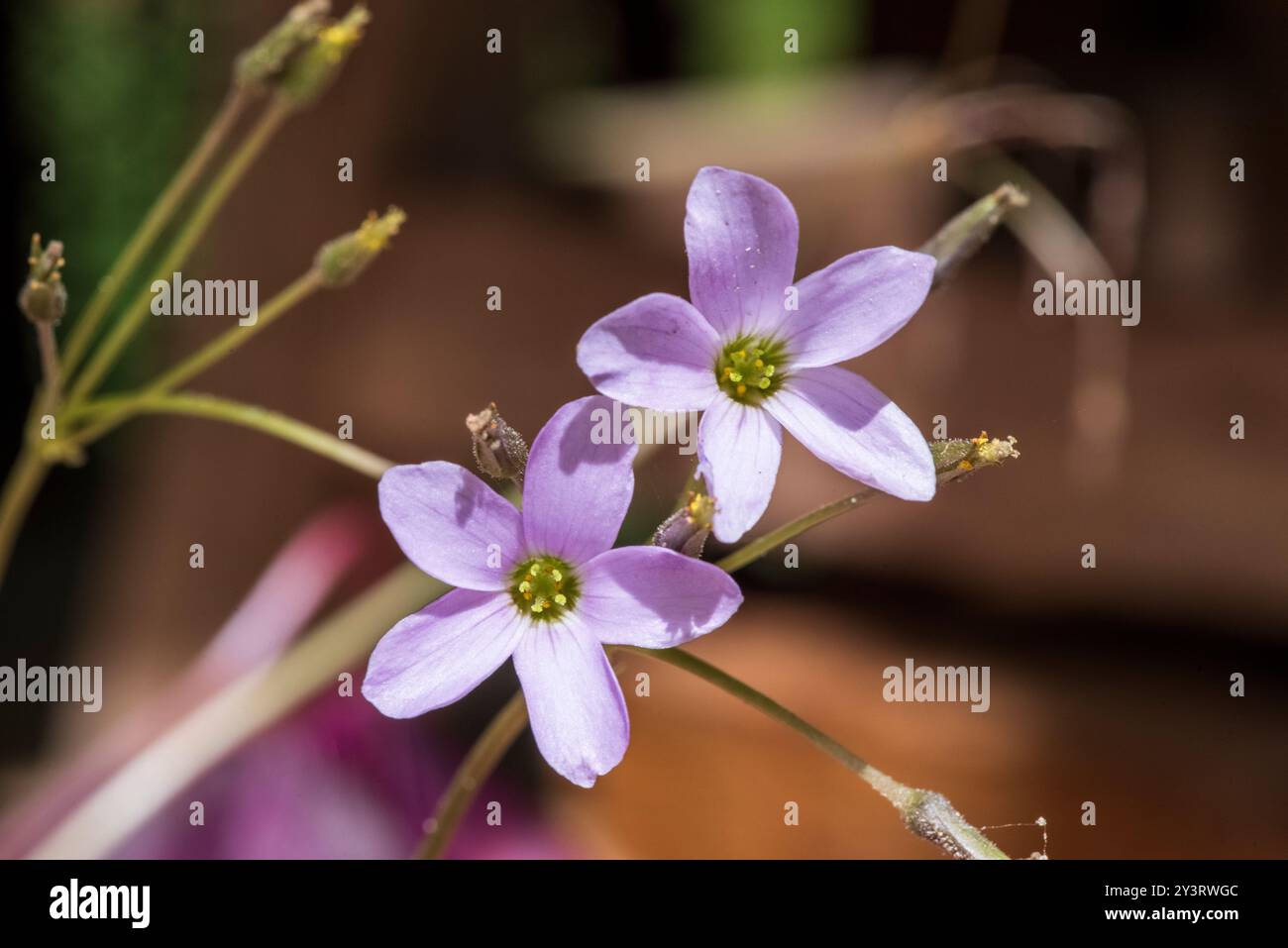Oxalis triangularis false shamrock hi-res stock photography and images ...