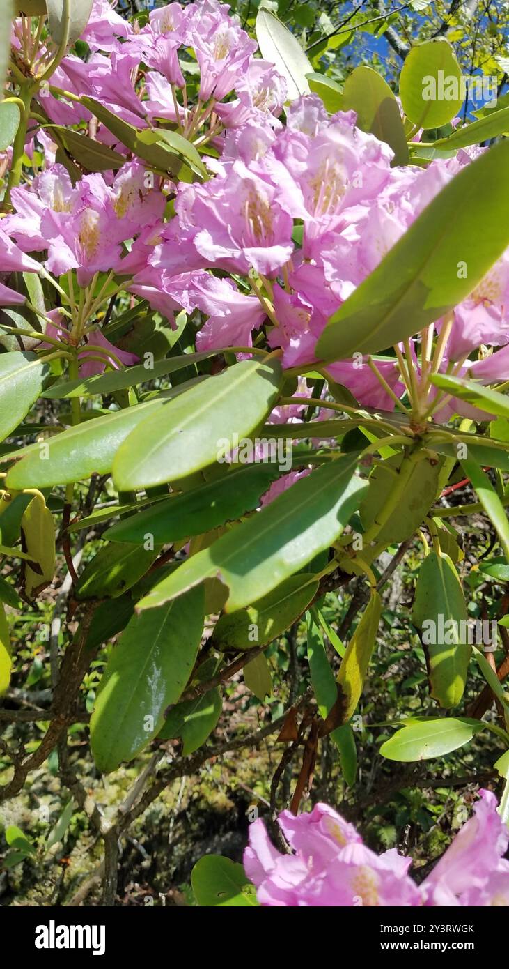 rhododendrons and azaleas (Rhododendron) Plantae Stock Photo - Alamy