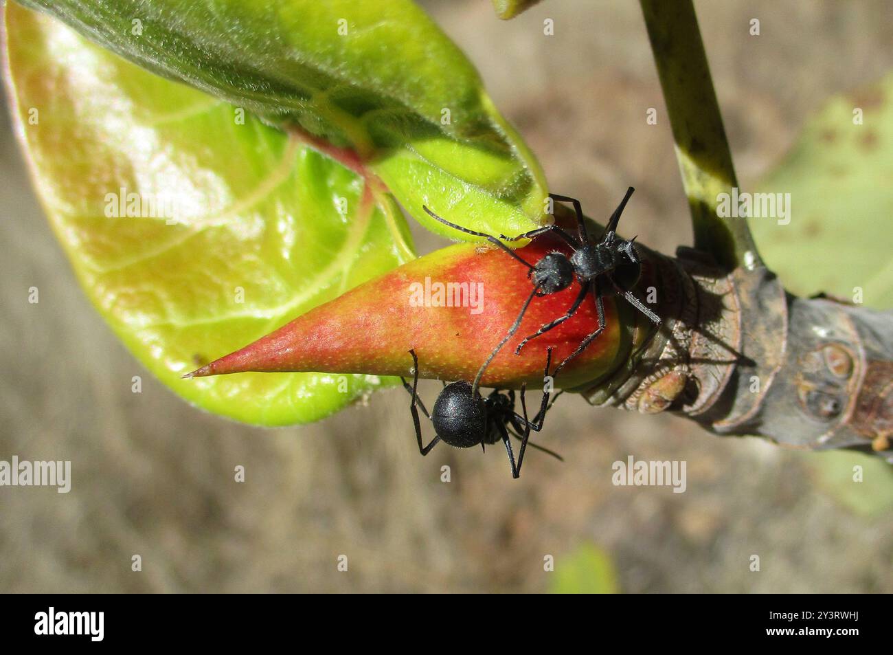 Large-leaved rock fig (Ficus abutilifolia) Plantae Stock Photo - Alamy