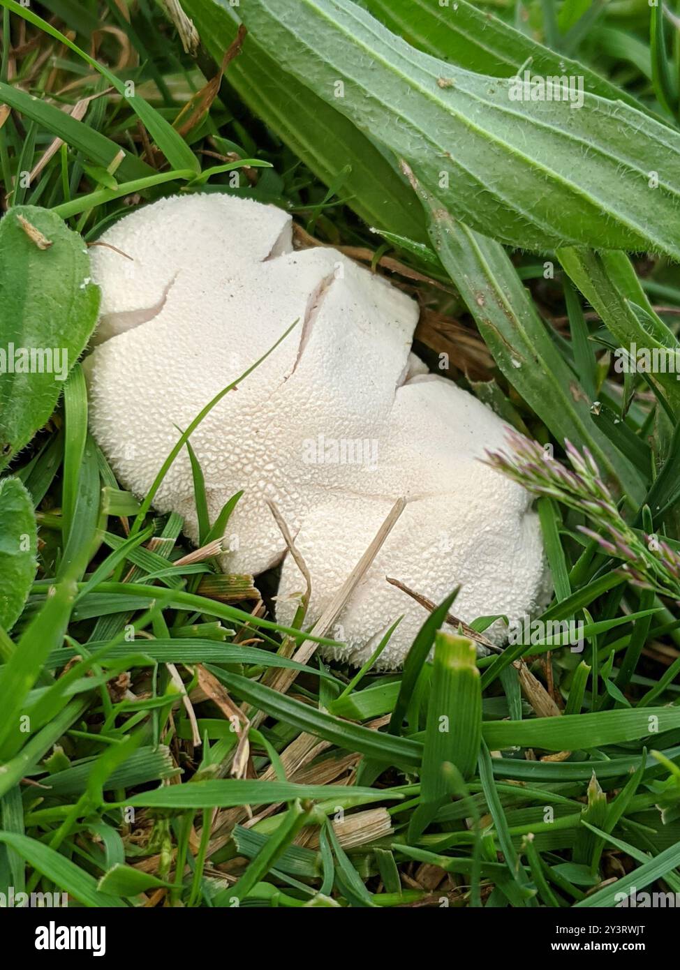 puffballs (Lycoperdaceae) Fungi Stock Photo - Alamy