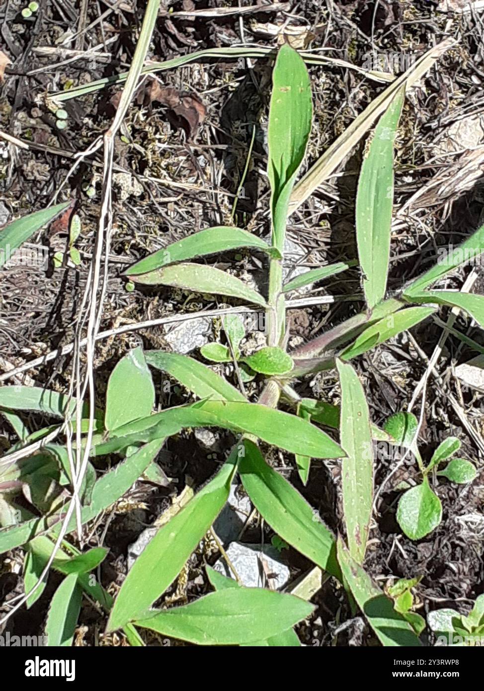 Hairy Crabgrass (Digitaria sanguinalis) Plantae Stock Photo - Alamy