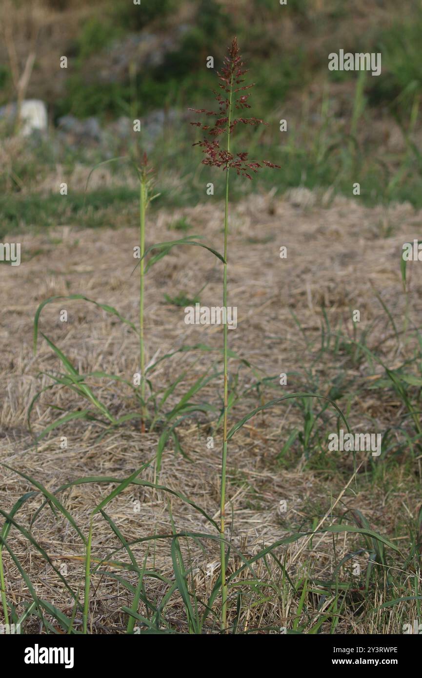 Johnson grass (Sorghum halepense) Plantae Stock Photo - Alamy