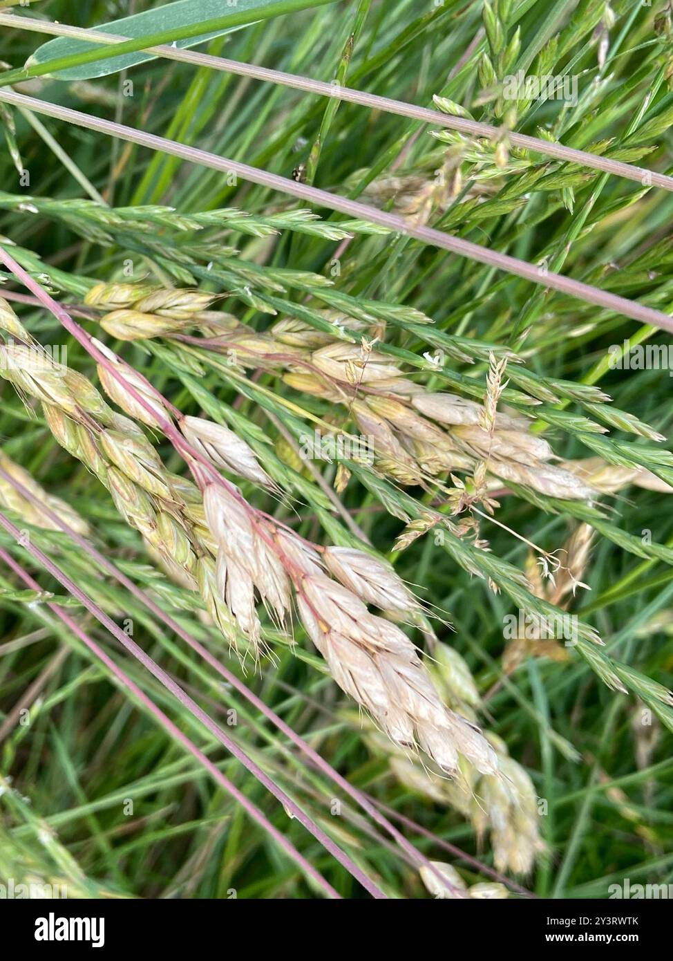 common soft brome (Bromus hordeaceus) Plantae Stock Photo - Alamy