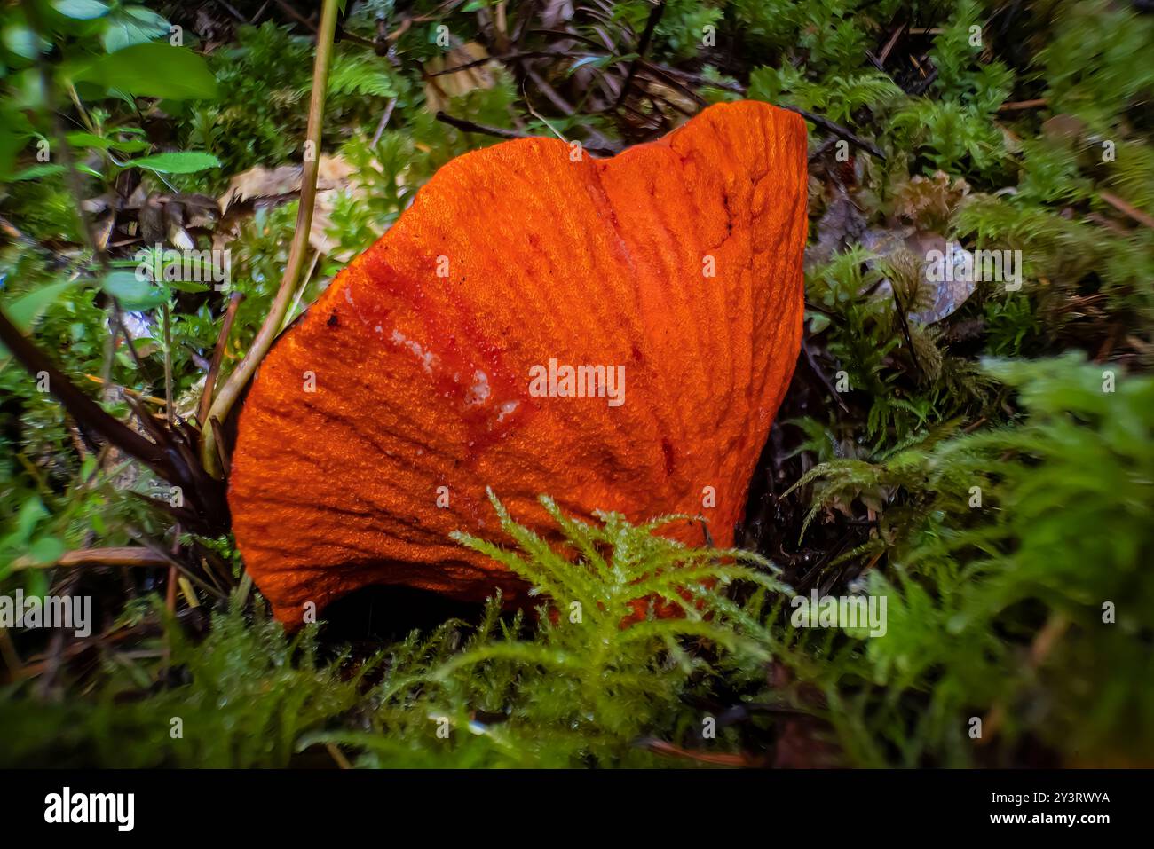 Lobster Mushroom, Hypomyces lactifluorum, parasitic on a Russula ...