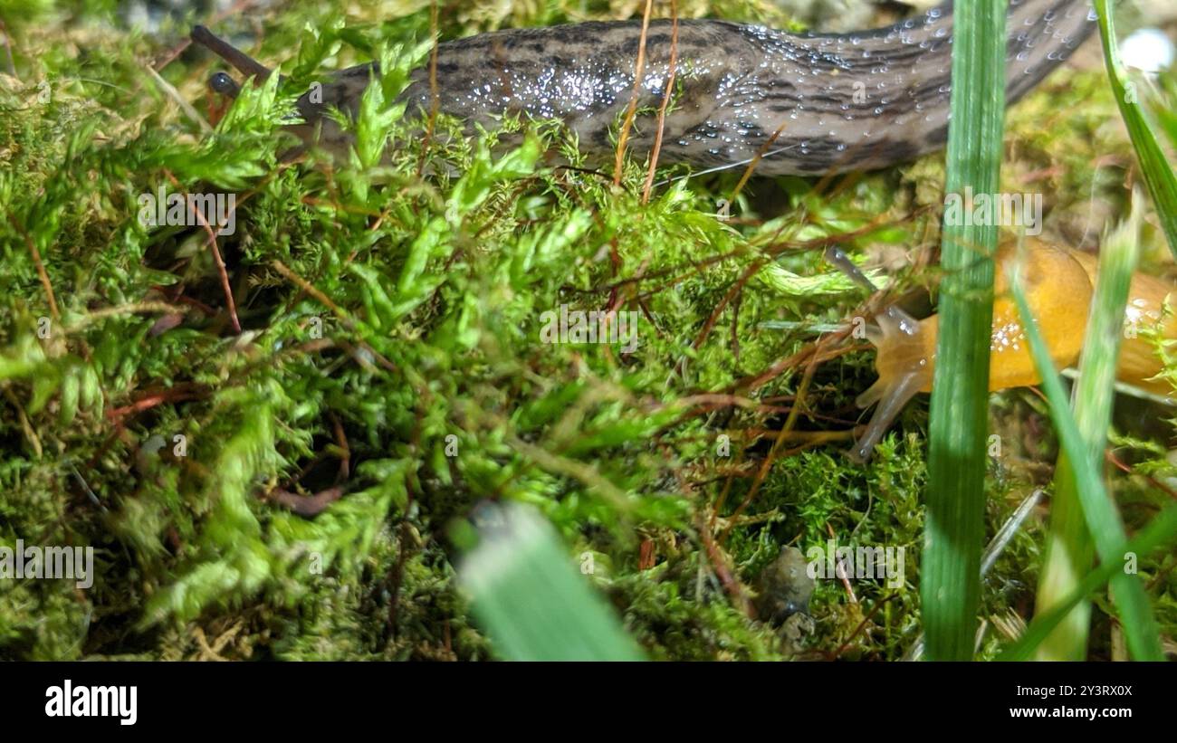 Western Dusky Slug (Arion subfuscus) Mollusca Stock Photo - Alamy