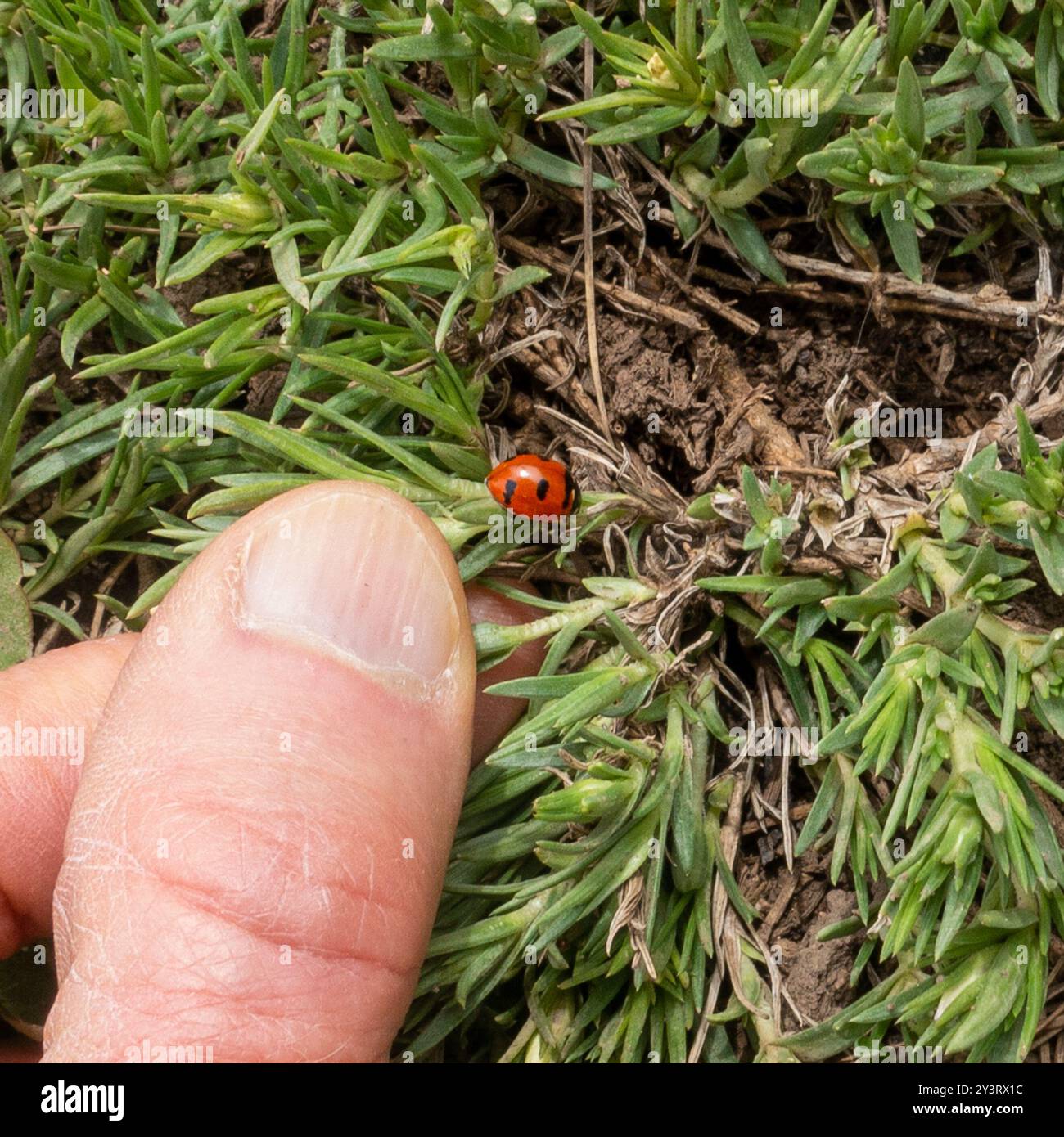 Transverse Lady Beetle (Coccinella transversoguttata) Insecta Stock ...