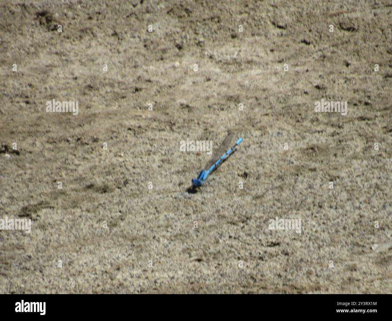 Narrow-winged Damselflies (Coenagrionidae) Insecta Stock Photo - Alamy