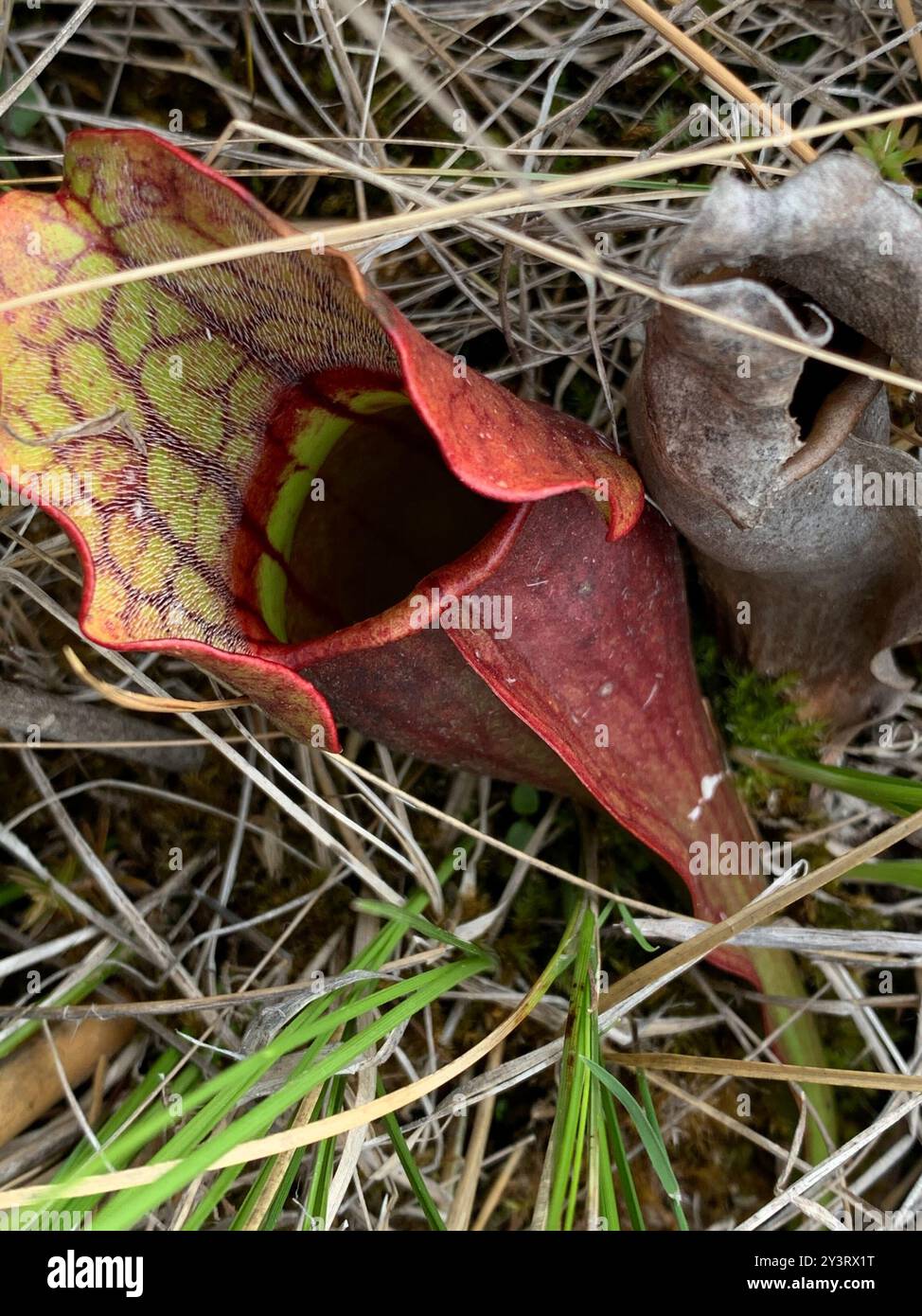 northern purple pitcher plant (Sarracenia purpurea purpurea) Plantae ...