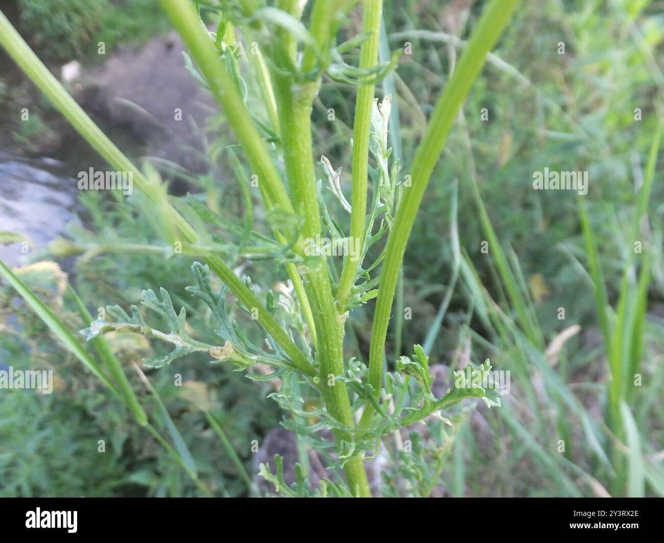 Hoary Ragwort (Jacobaea erucifolia) Plantae Stock Photo - Alamy