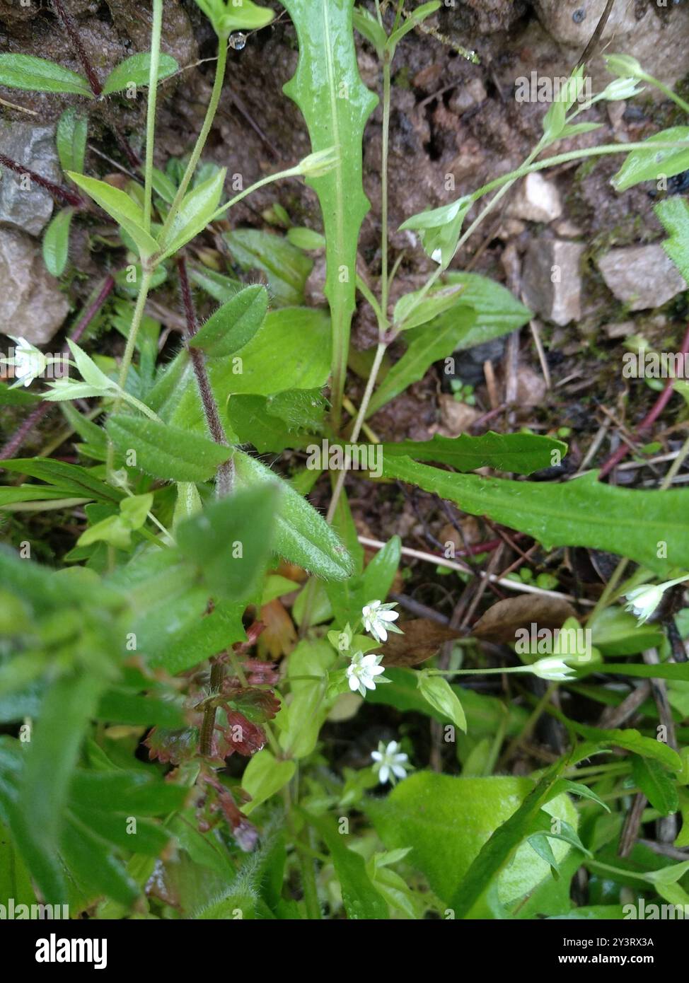 Three-nerved Sandwort (Moehringia trinervia) Plantae Stock Photo - Alamy