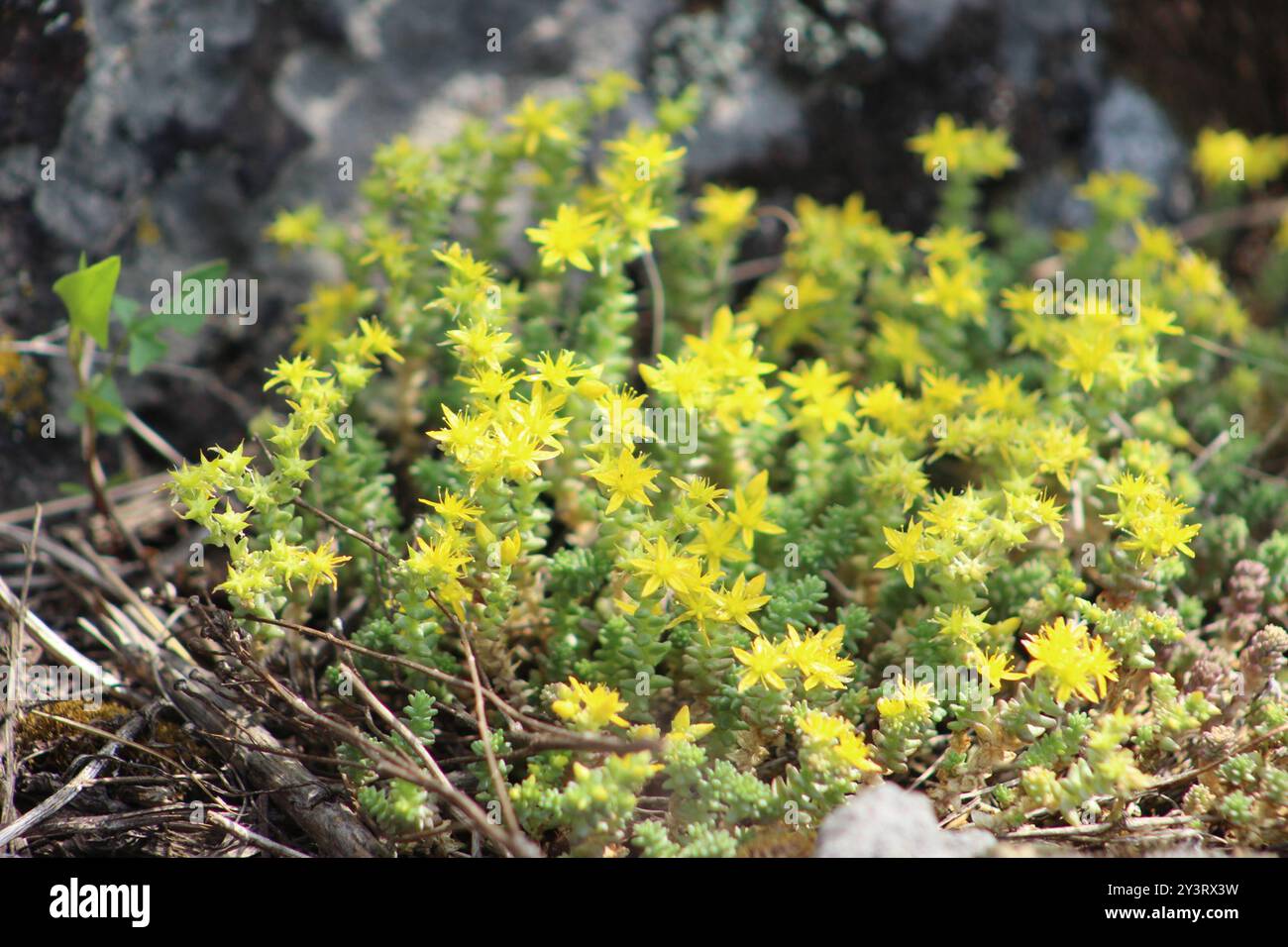 Biting Stonecrop (Sedum acre) Plantae Stock Photo - Alamy