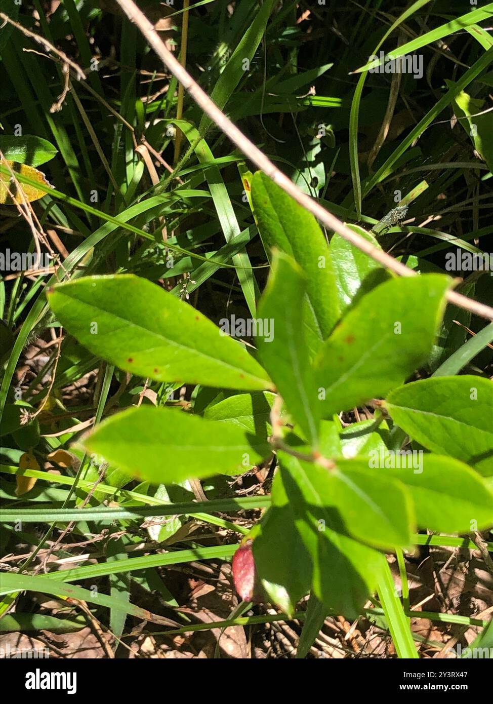 dwarf huckleberry (Gaylussacia dumosa) Plantae Stock Photo - Alamy