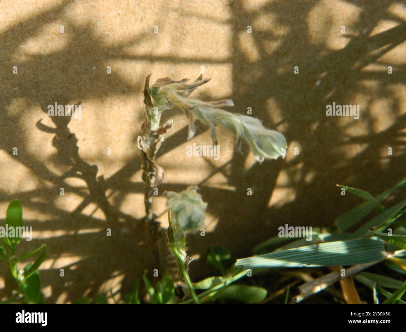 field fluffweed (Filago arvensis) Plantae Stock Photo - Alamy