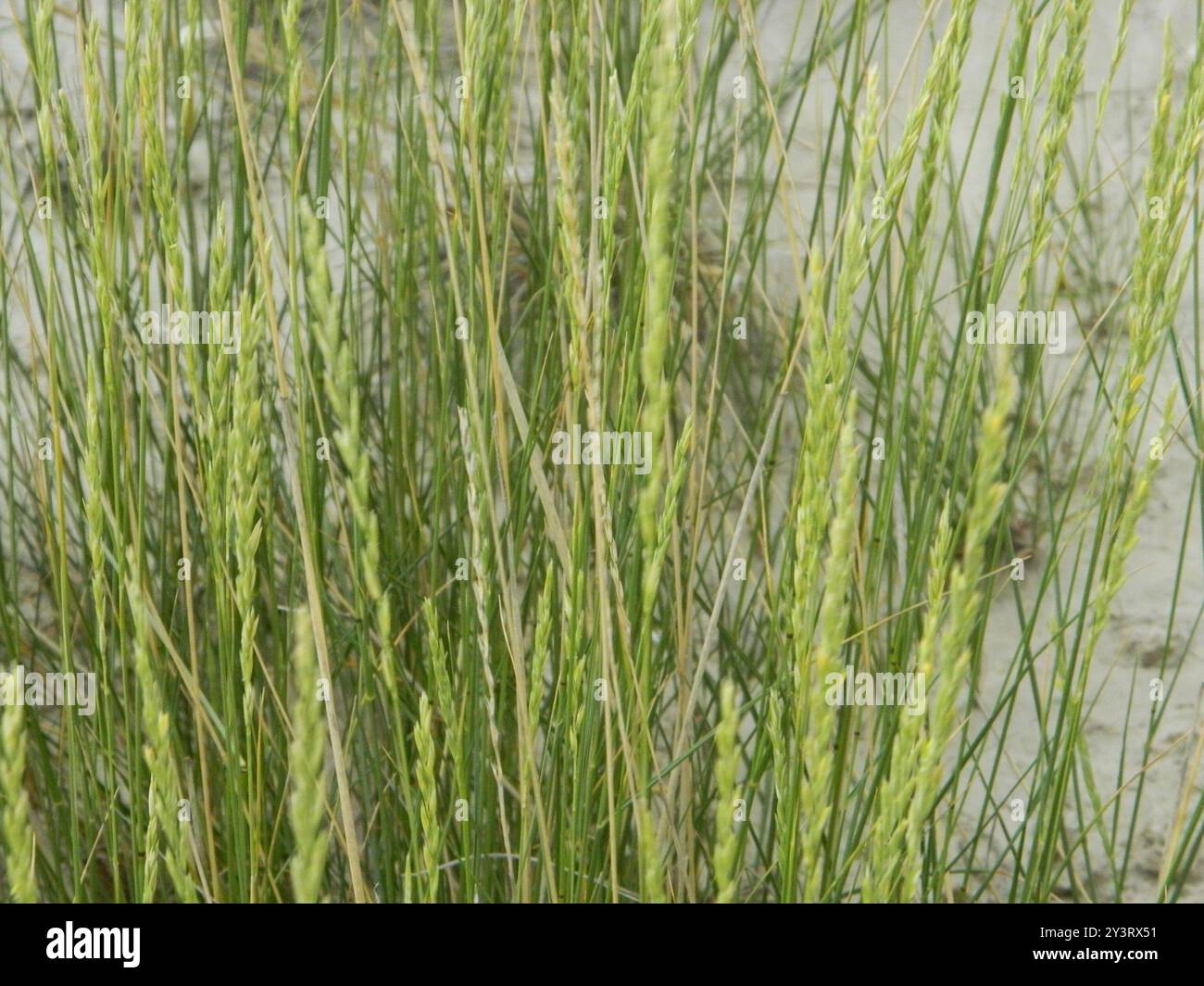 Western Wheatgrass (Elymus smithii) Plantae Stock Photo - Alamy