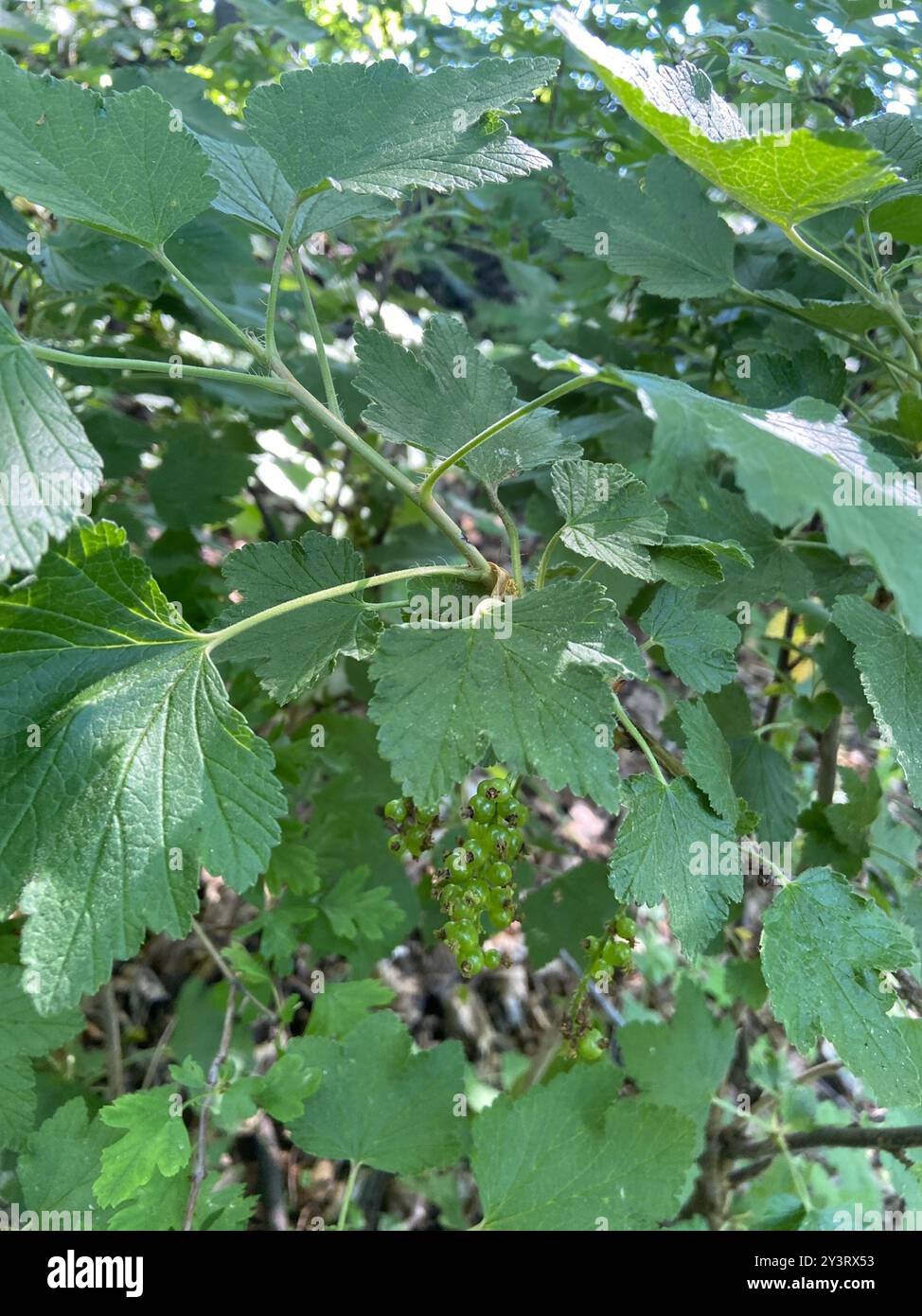 Red Currant (Ribes rubrum) Plantae Stock Photo - Alamy
