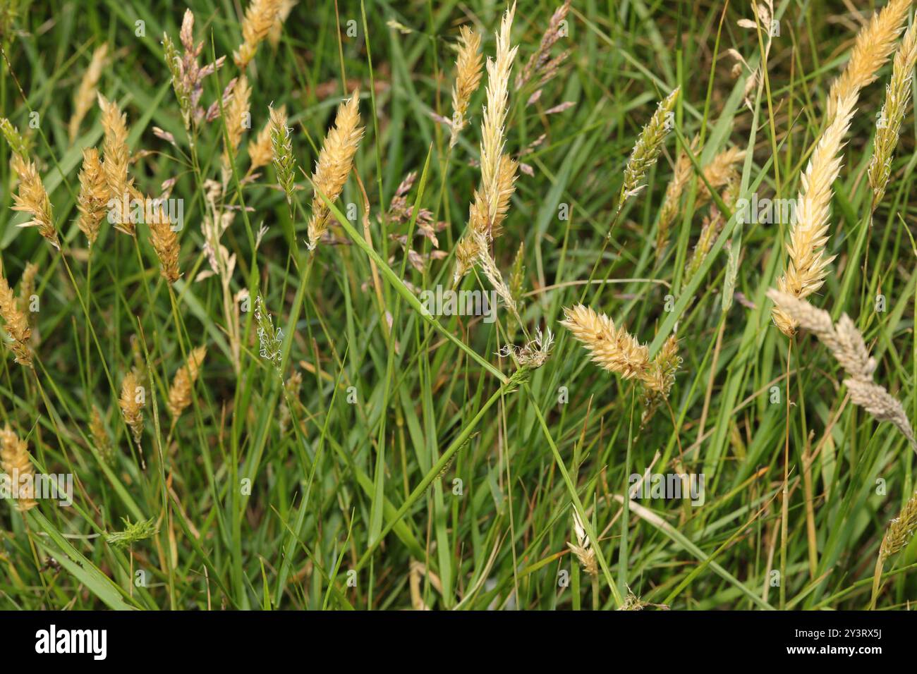 sweet vernal grass (Anthoxanthum odoratum) Plantae Stock Photo - Alamy