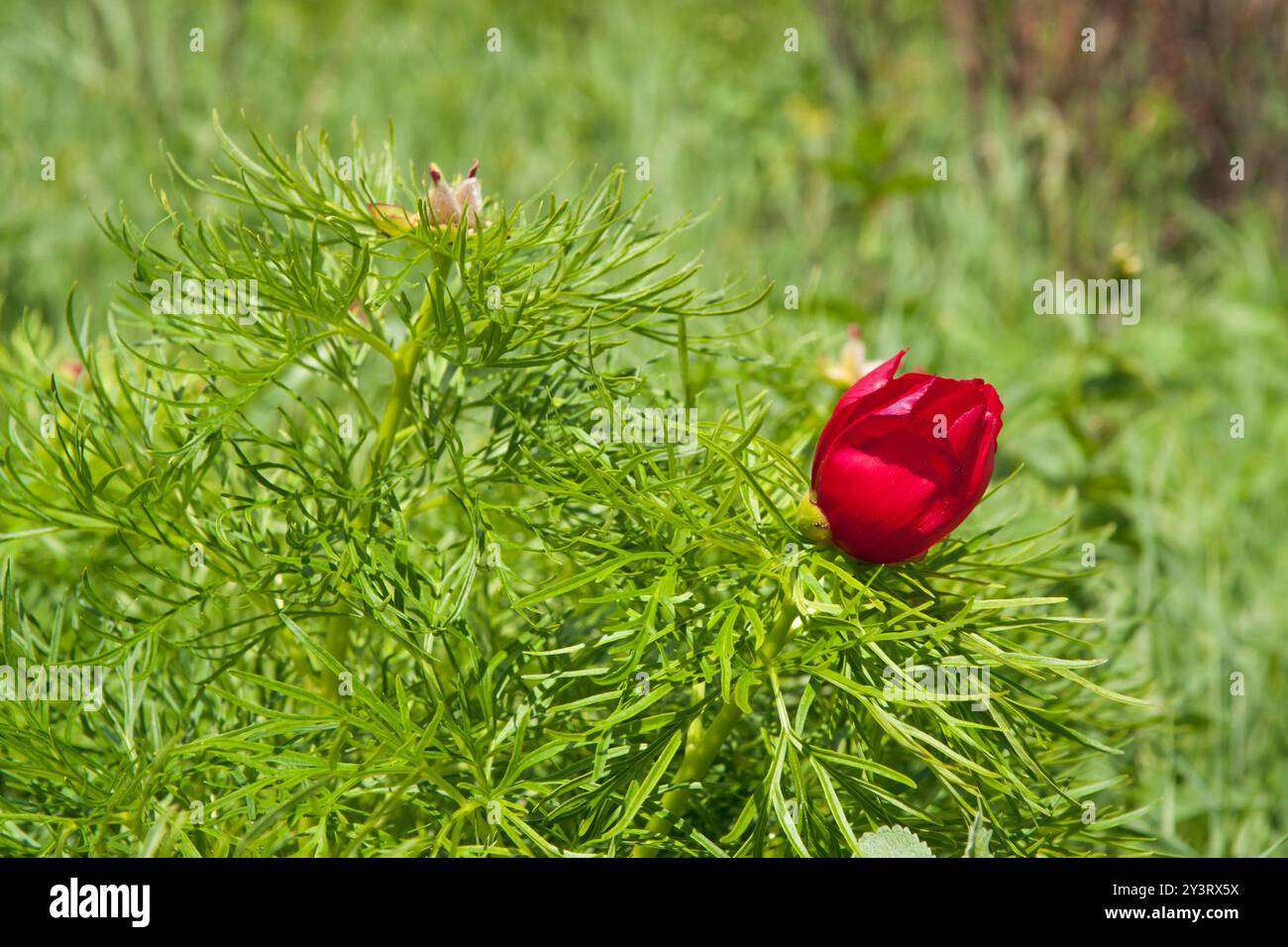 Fern-leaf Peony (Paeonia tenuifolia) Plantae Stock Photo - Alamy