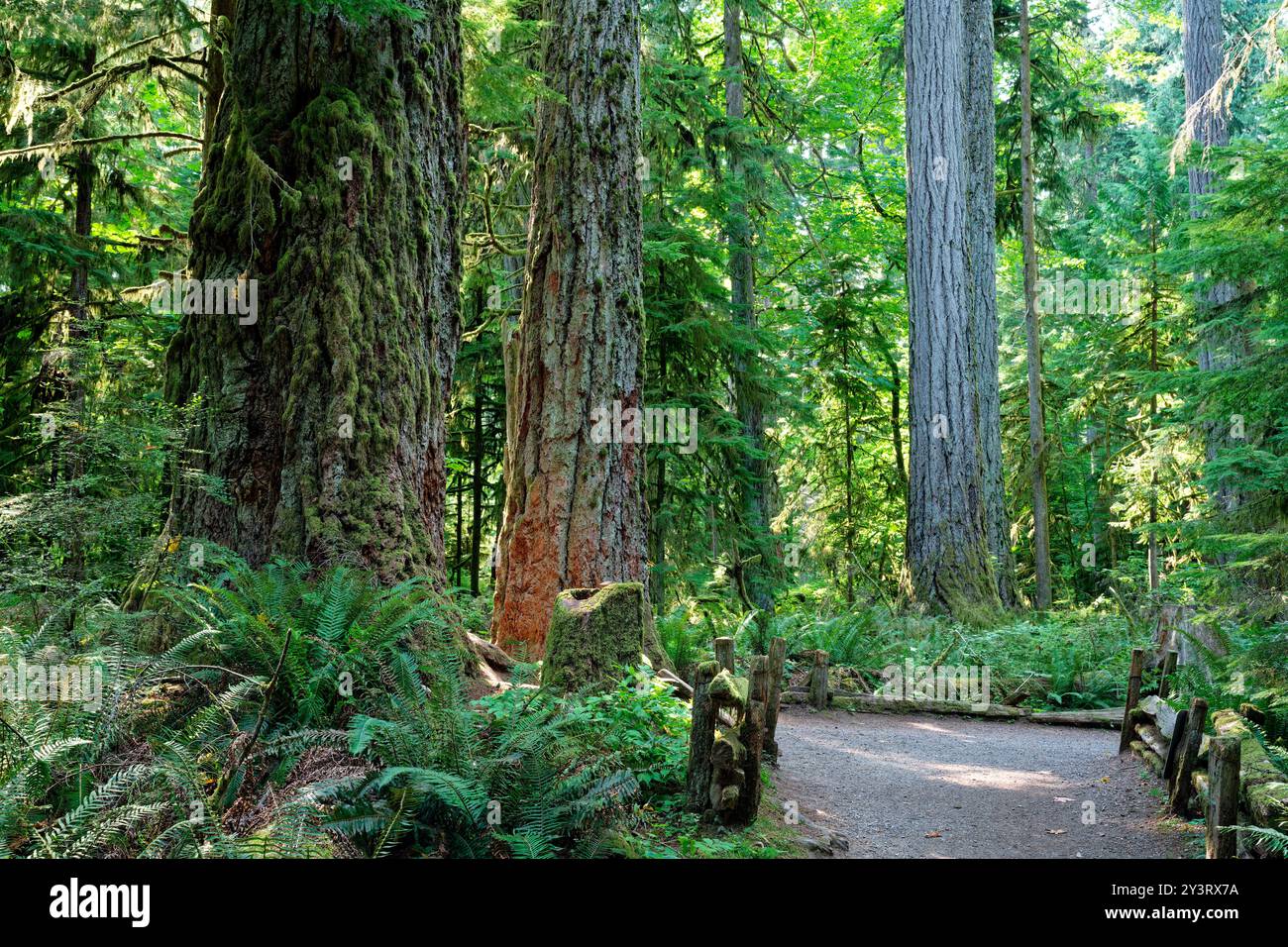 A serene forest path surrounded by towering trees and lush greenery in ...