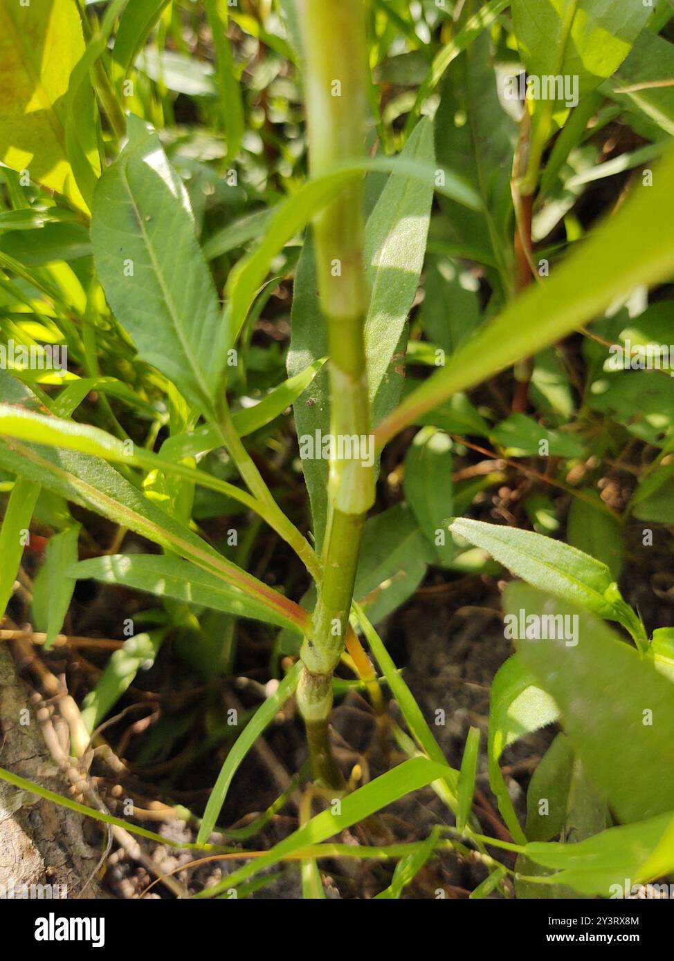 swamp smartweed (Persicaria hydropiperoides) Plantae Stock Photo - Alamy