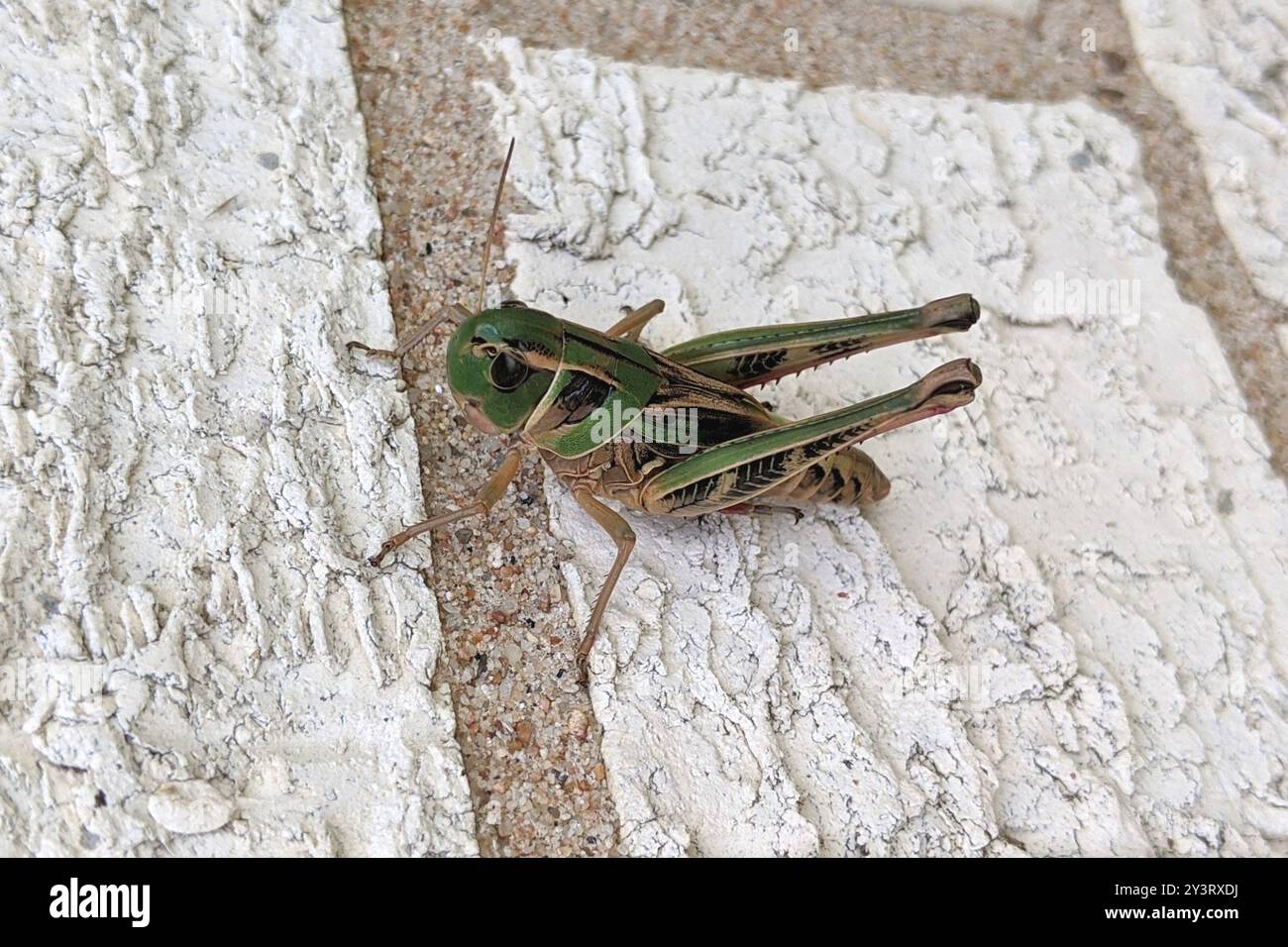 Prairie Boopie (Boopedon gracile) Insecta Stock Photo - Alamy