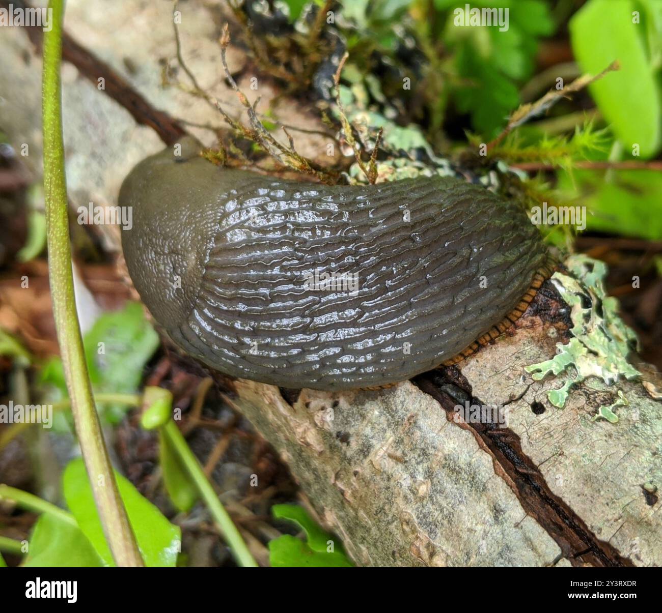 Arion Slugs (Arion) Mollusca Stock Photo - Alamy