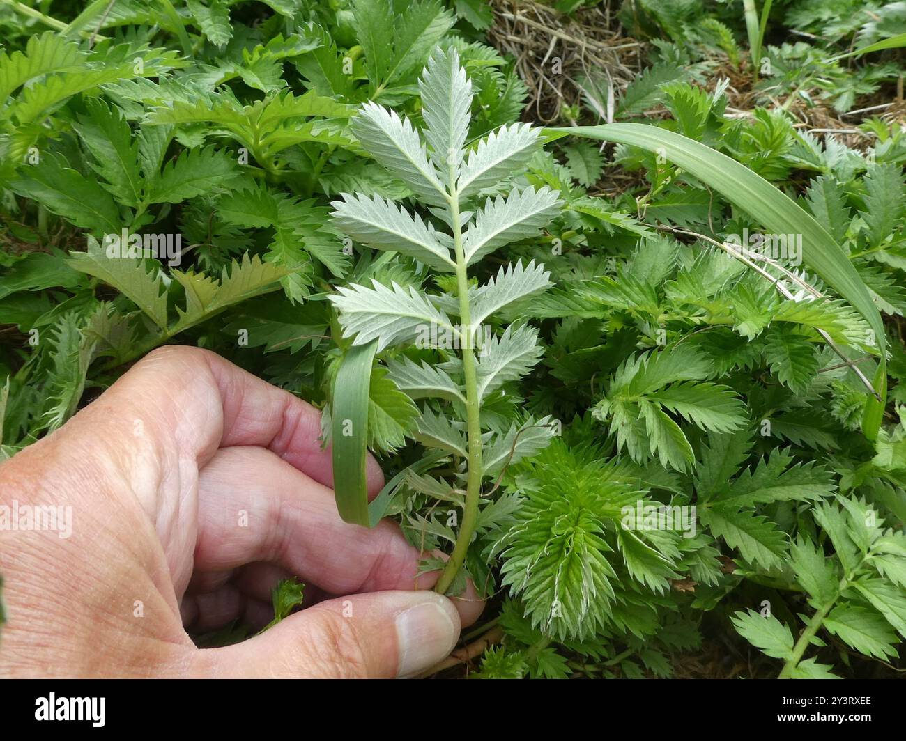 common silverweed (Argentina anserina) Plantae Stock Photo - Alamy