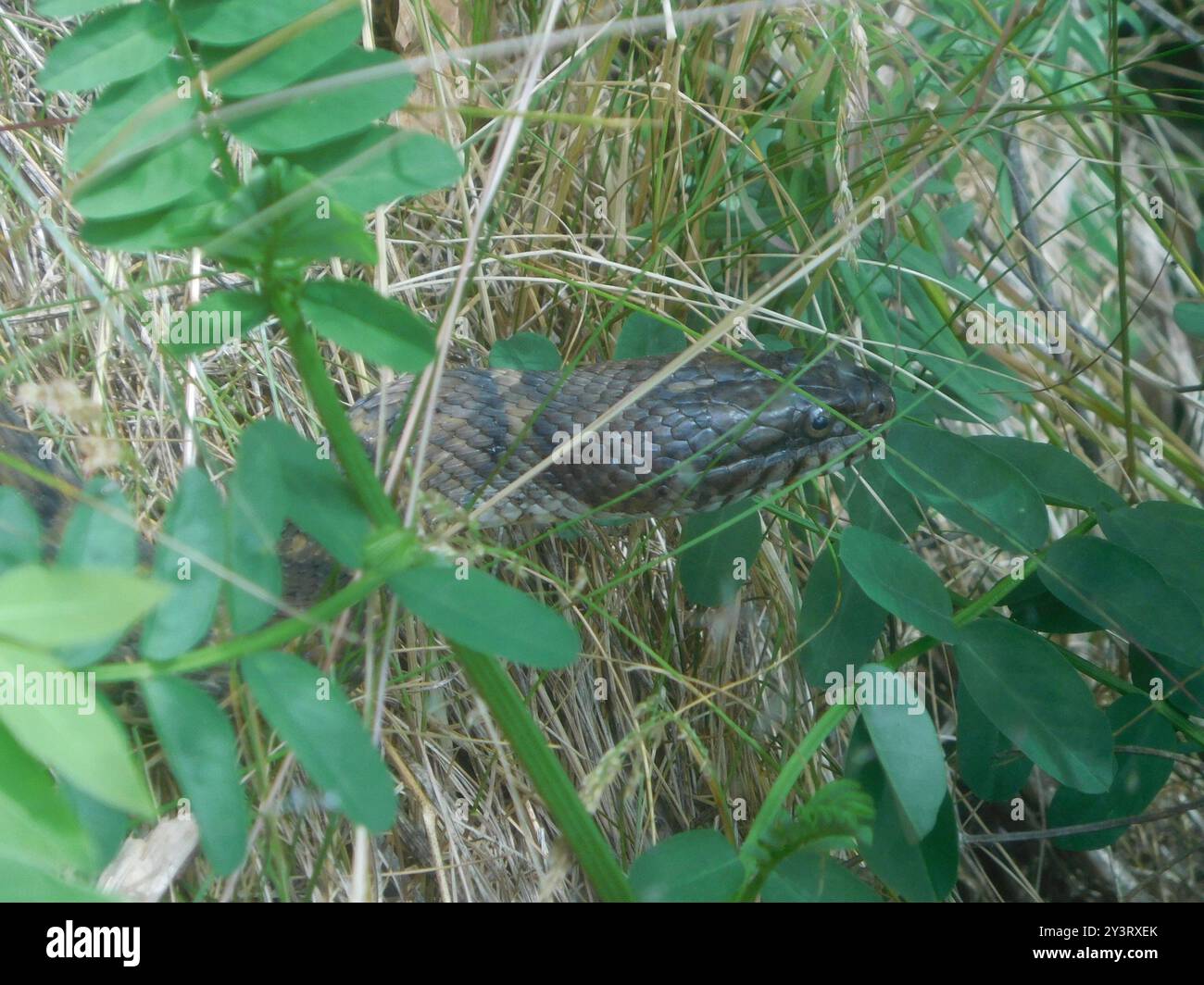 Northern Watersnake (Nerodia sipedon sipedon) Reptilia Stock Photo - Alamy