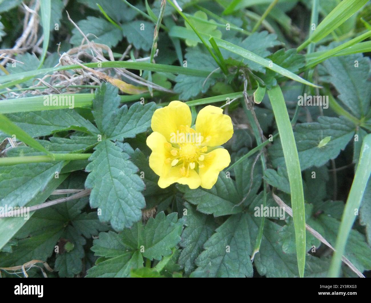 Creeping cinquefoil (Potentilla reptans) Plantae Stock Photo - Alamy