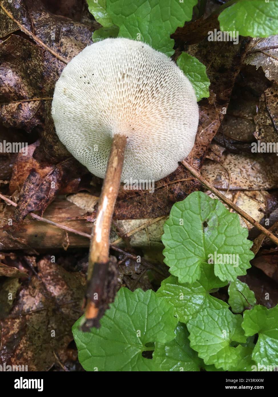 Spring Polypore (Lentinus arcularius) Fungi Stock Photo - Alamy