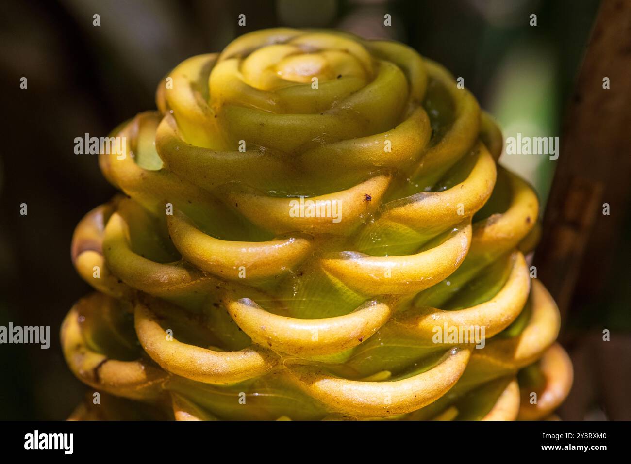 true ginger in the amazonian rain forest Stock Photo - Alamy