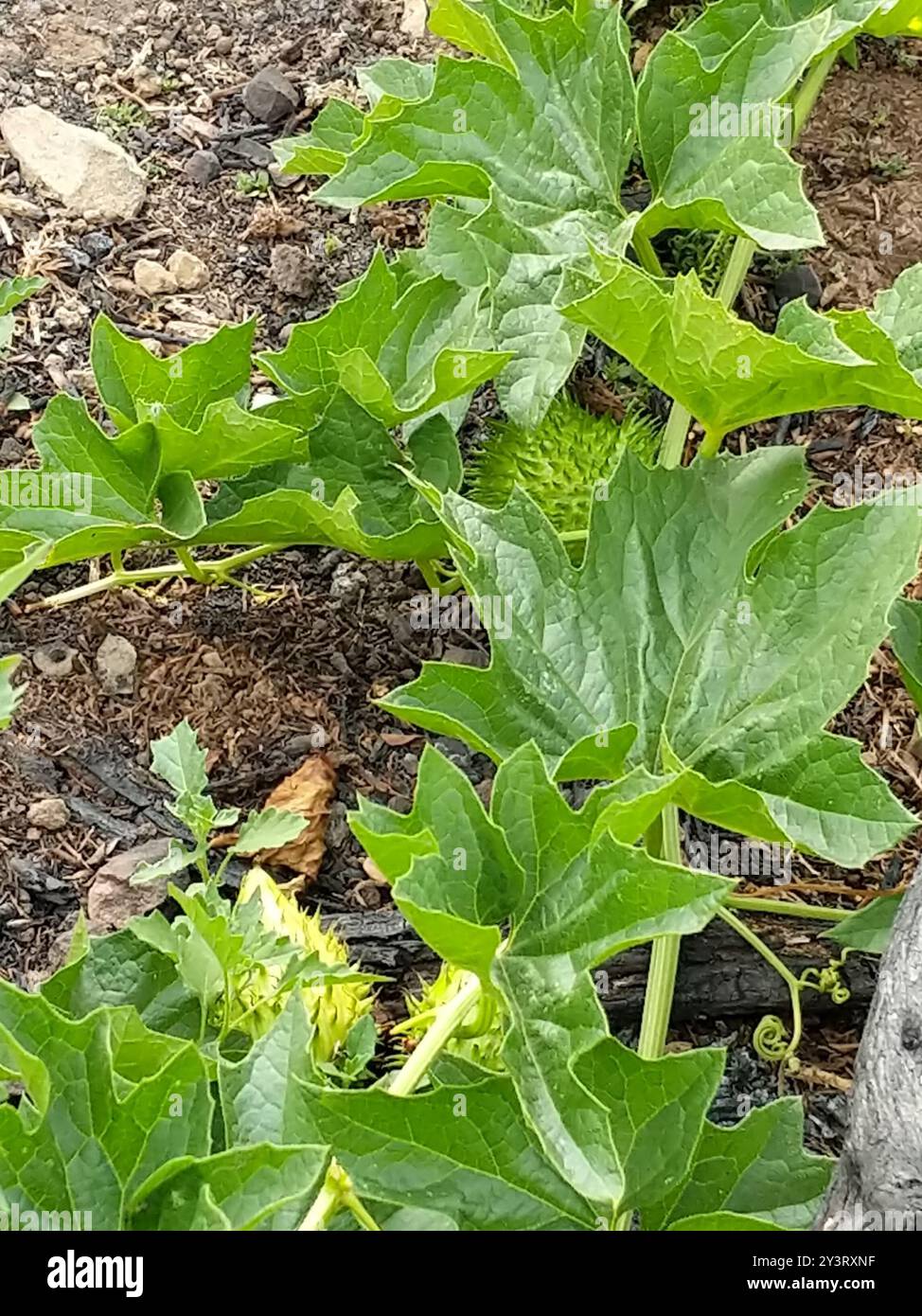 coastal manroot (Marah oregana) Plantae Stock Photo - Alamy