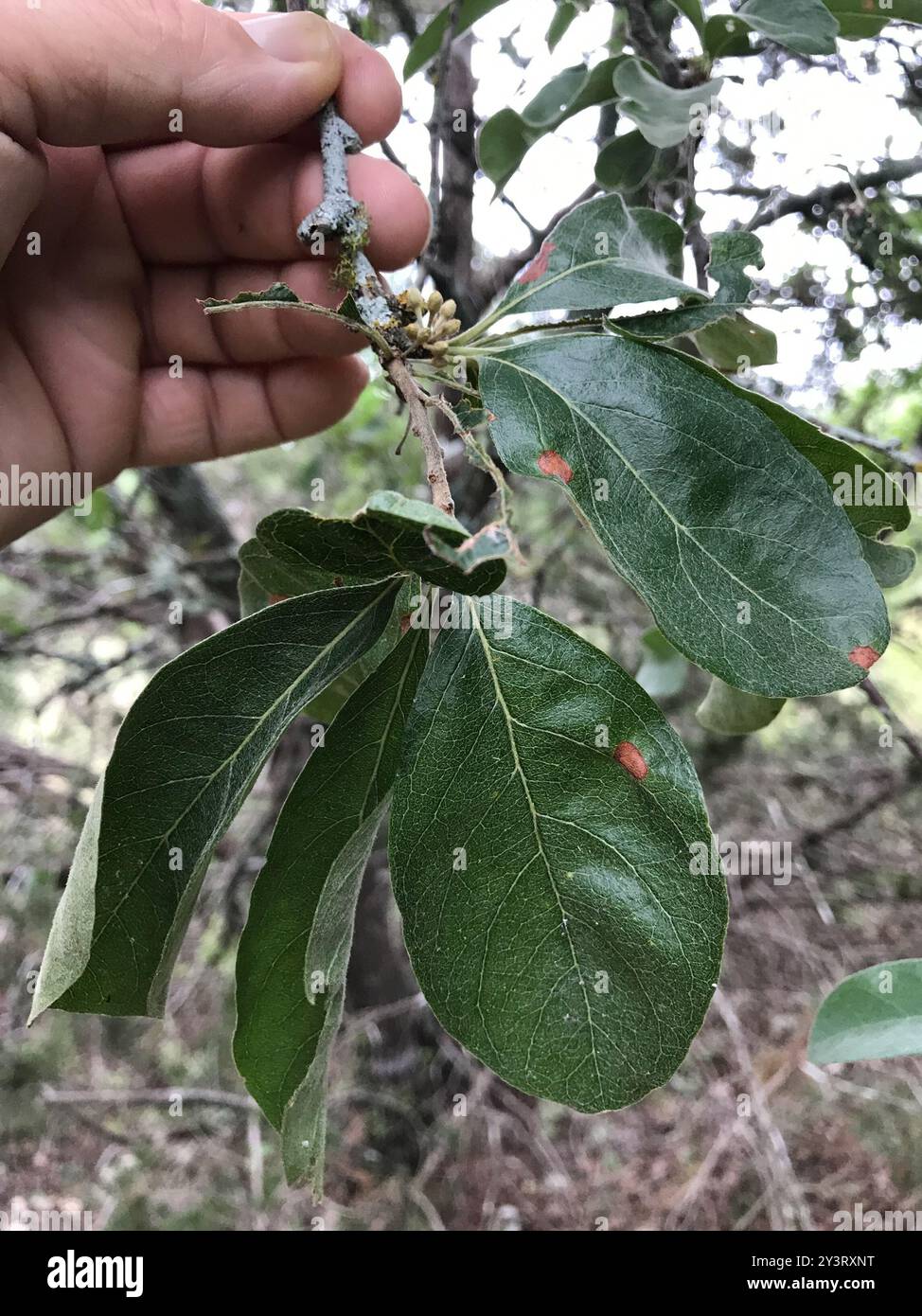 Gum bumelia (Sideroxylon lanuginosum) Plantae Stock Photo - Alamy