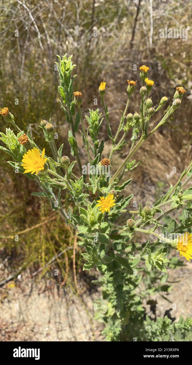 Telegraphweed (Heterotheca grandiflora) Plantae Stock Photo - Alamy