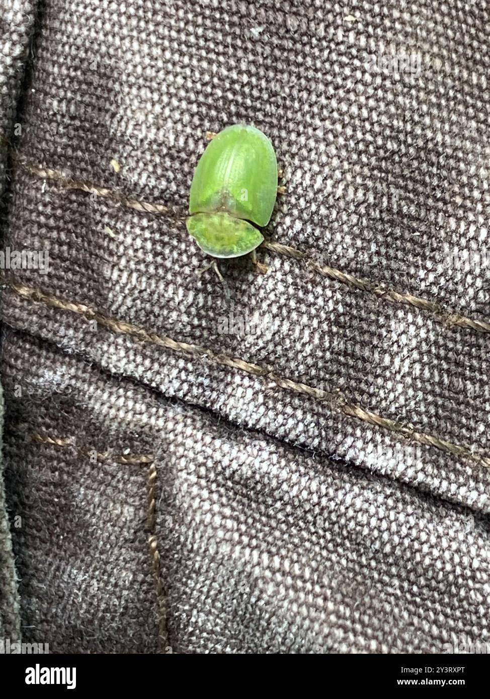 Thistle Tortoise Beetle (Cassida rubiginosa) Insecta Stock Photo - Alamy