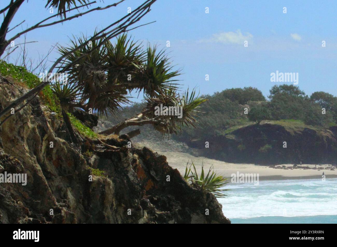 thatch screwpine (Pandanus tectorius) Plantae Stock Photo - Alamy