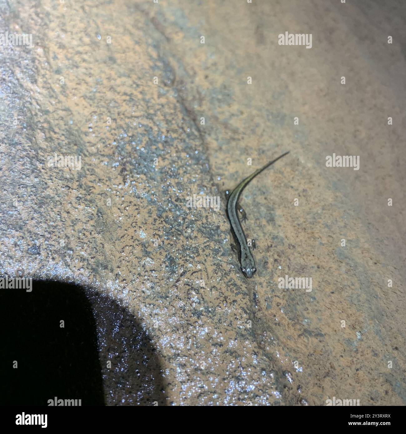 Southern Two-lined Salamander (Eurycea cirrigera) Amphibia Stock Photo ...