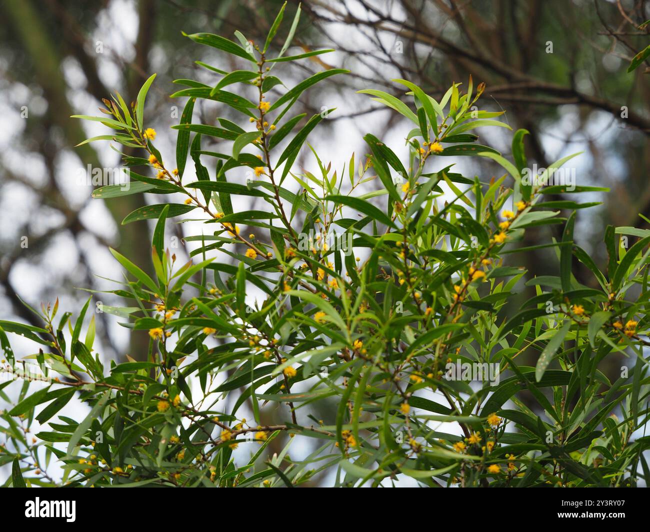 Taiwan Acacia (Acacia confusa) Plantae Stock Photo - Alamy