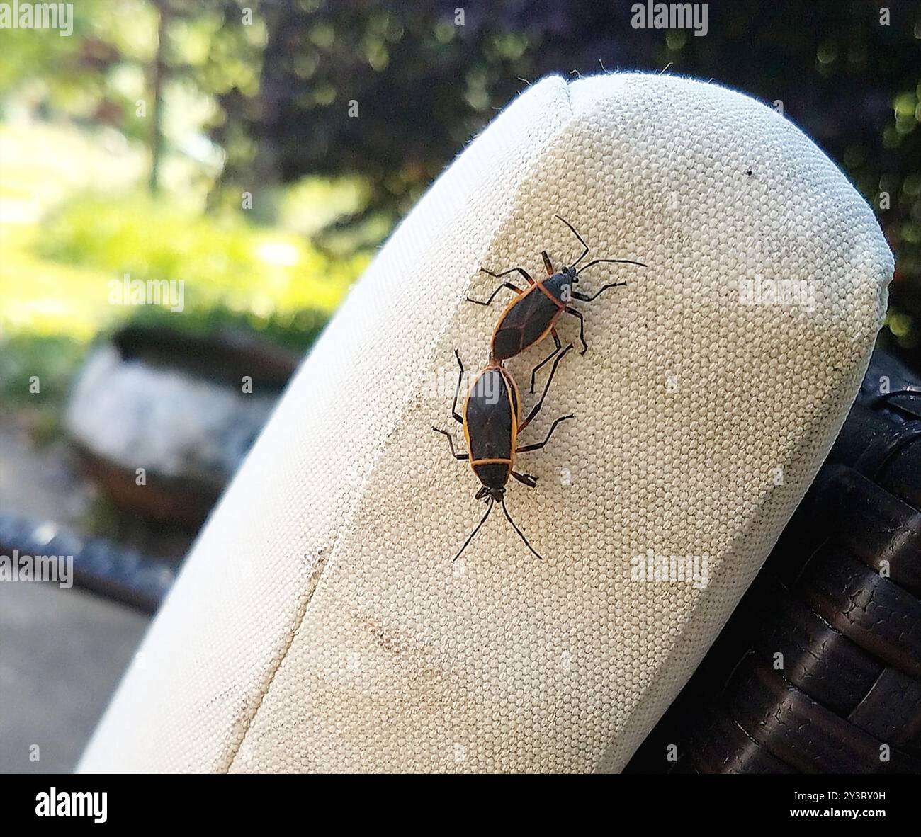 Eastern Bordered Plant Bug (Largus succinctus) Insecta Stock Photo - Alamy
