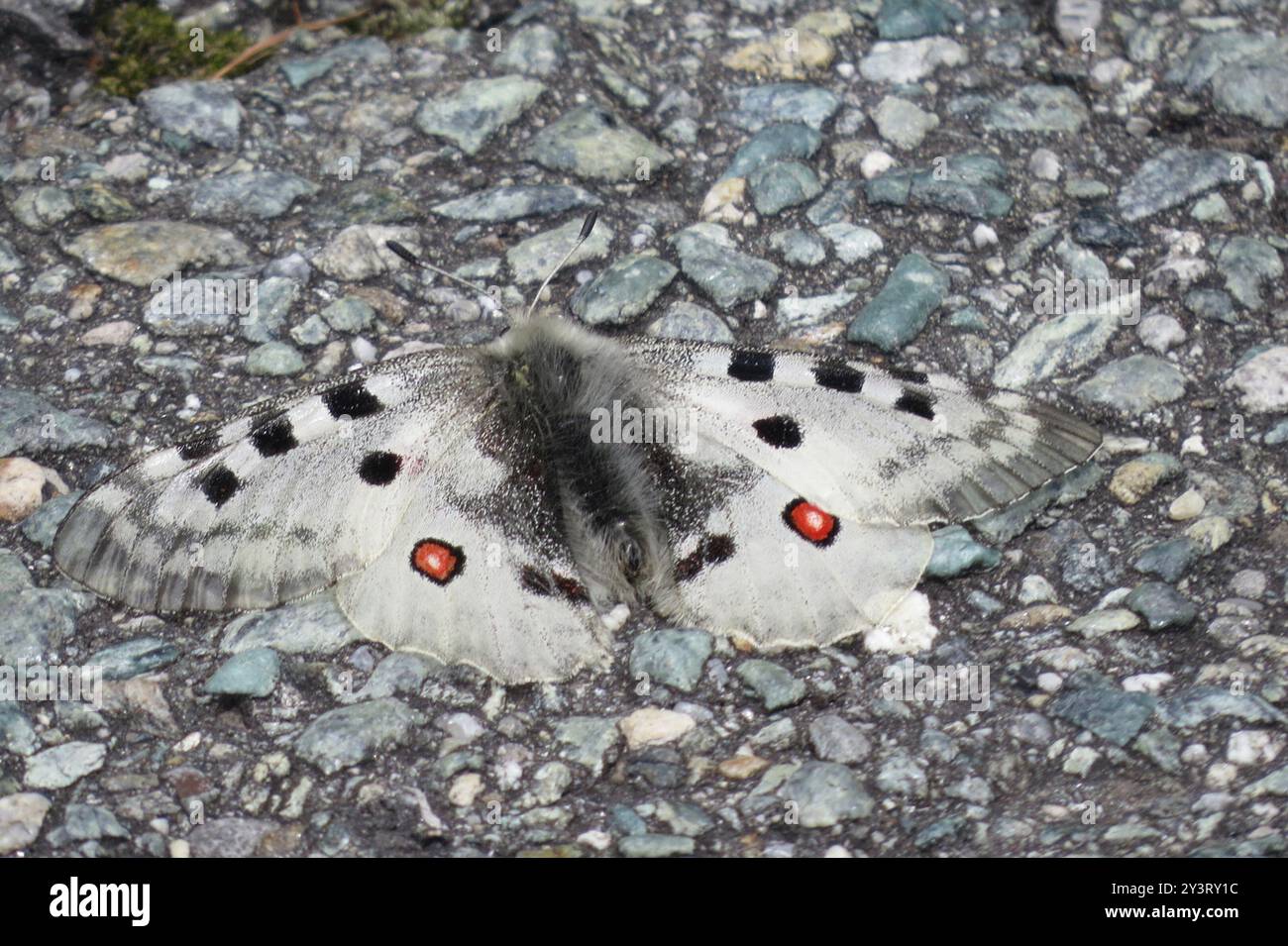 Apollo (Parnassius apollo) Insecta Stock Photo - Alamy