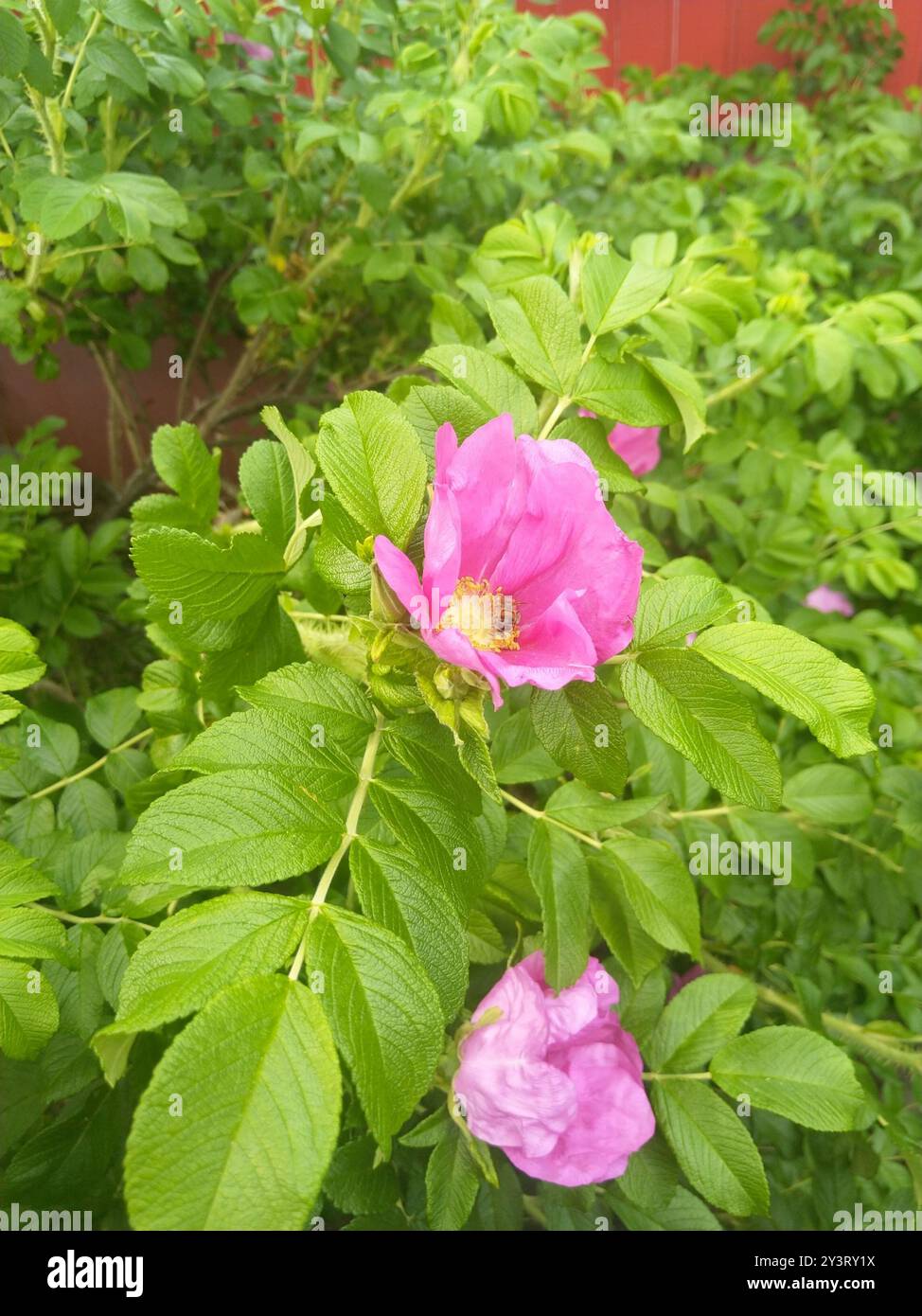 rugosa rose (Rosa rugosa) Plantae Stock Photo - Alamy