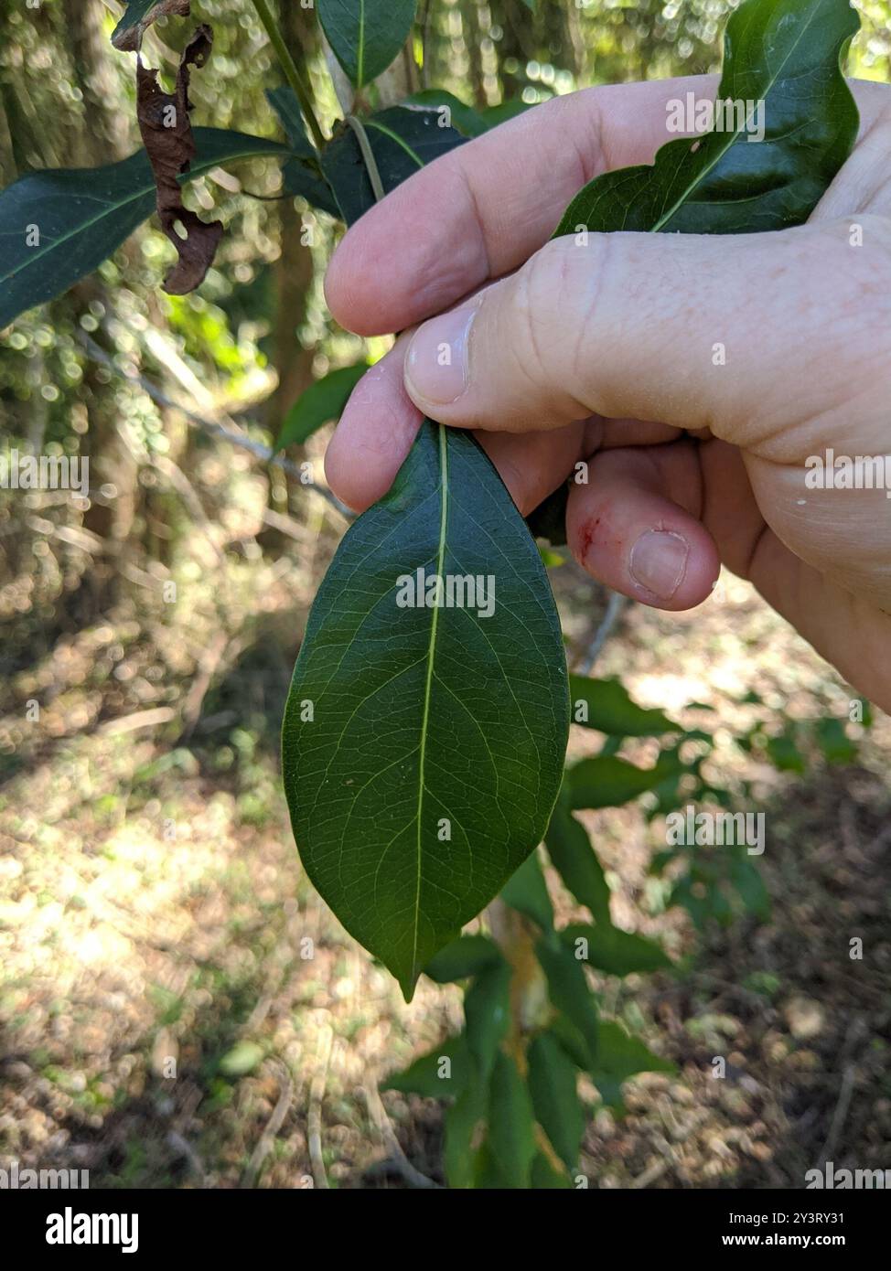 Native Guava (Rhodomyrtus psidioides) Plantae Stock Photo - Alamy