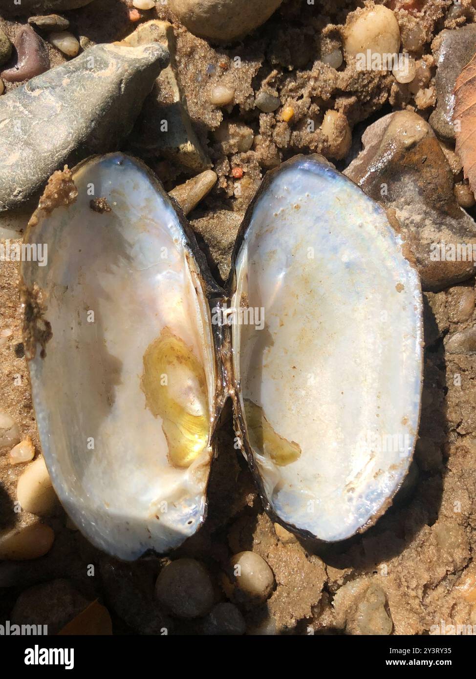 Yellow Sandshell (Lampsilis teres) Mollusca Stock Photo - Alamy