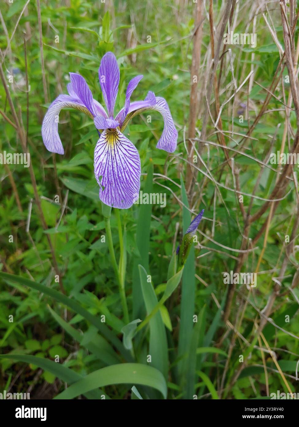 northern blue flag (Iris versicolor) Plantae Stock Photo - Alamy