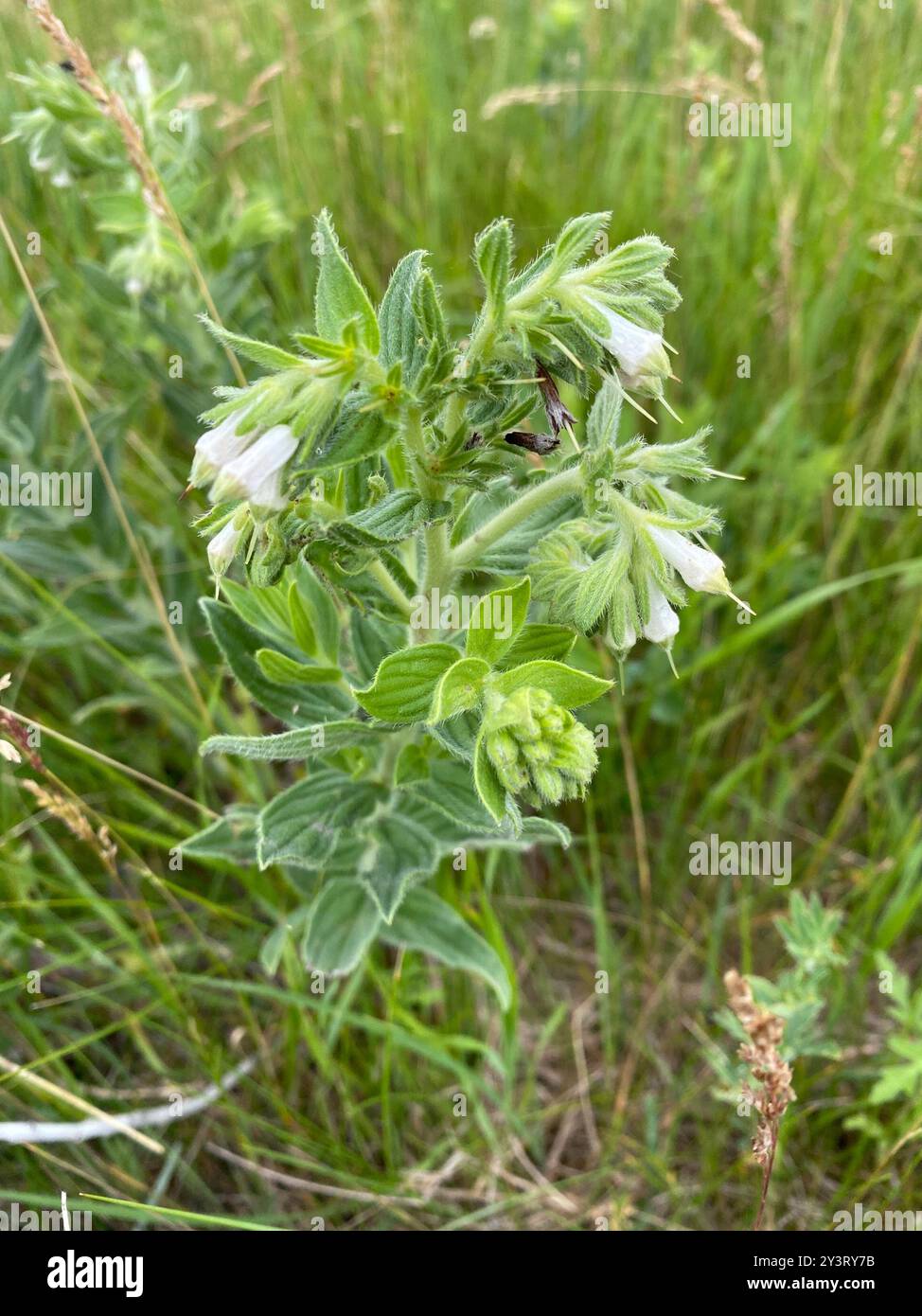 western false gromwell (Lithospermum occidentale) Plantae Stock Photo ...