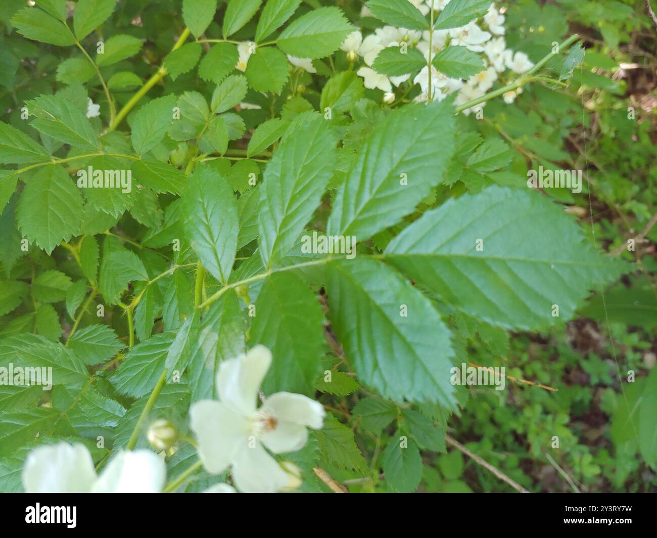multiflora rose (Rosa multiflora) Plantae Stock Photo - Alamy